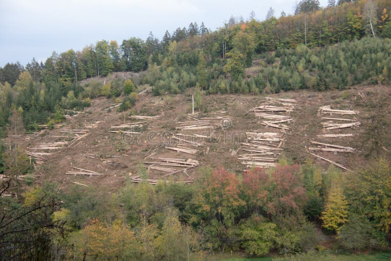 Logging work in the forest stock image. Image of production - 199247085