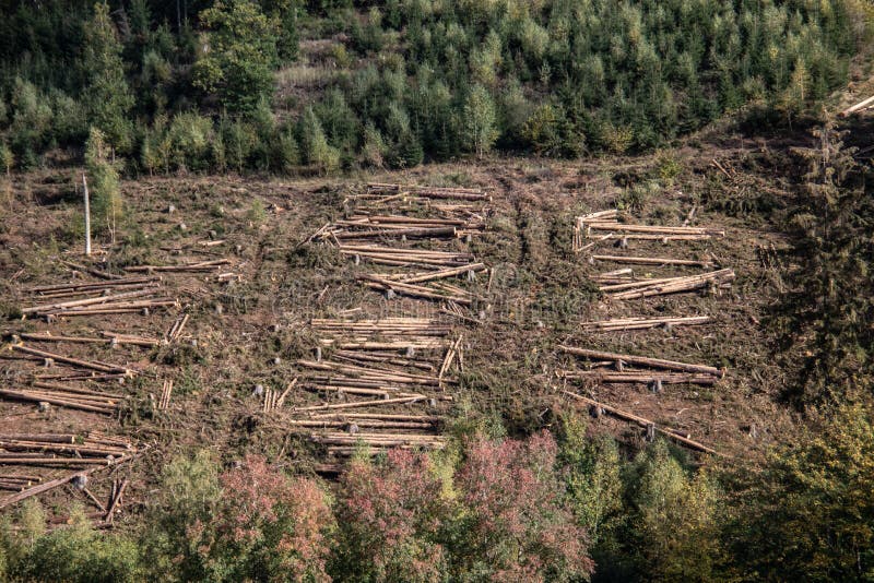 Logging Work in the Autumn Forest Stock Image - Image of industry, fire ...