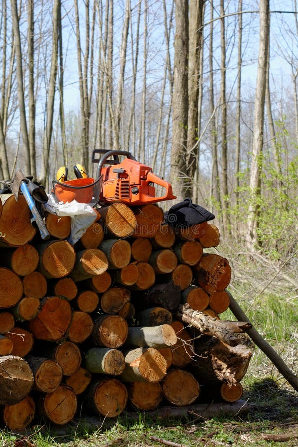 Logging, Worker in a Protective Suit with a Chainsaw Sawing Wood ...