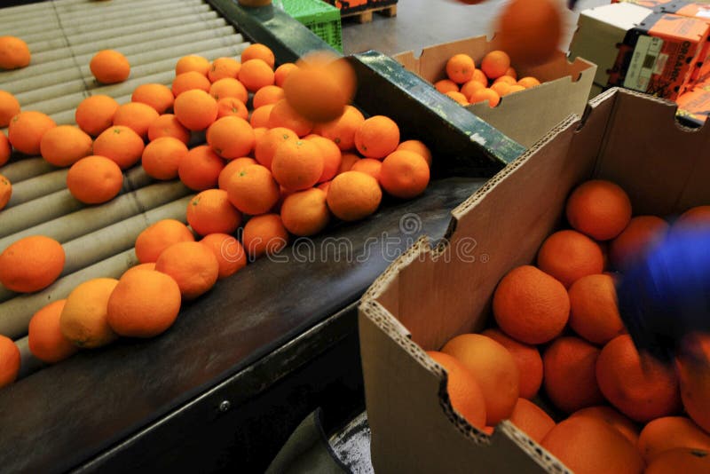 Logistics and Packaging of Oranges Stock Photo - Image of cultivation ...