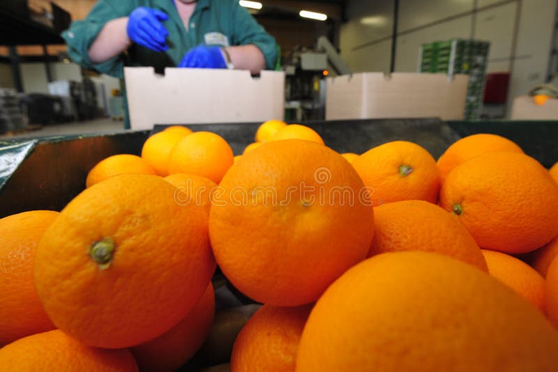 Logistics and Packaging of Oranges Stock Photo - Image of botany ...
