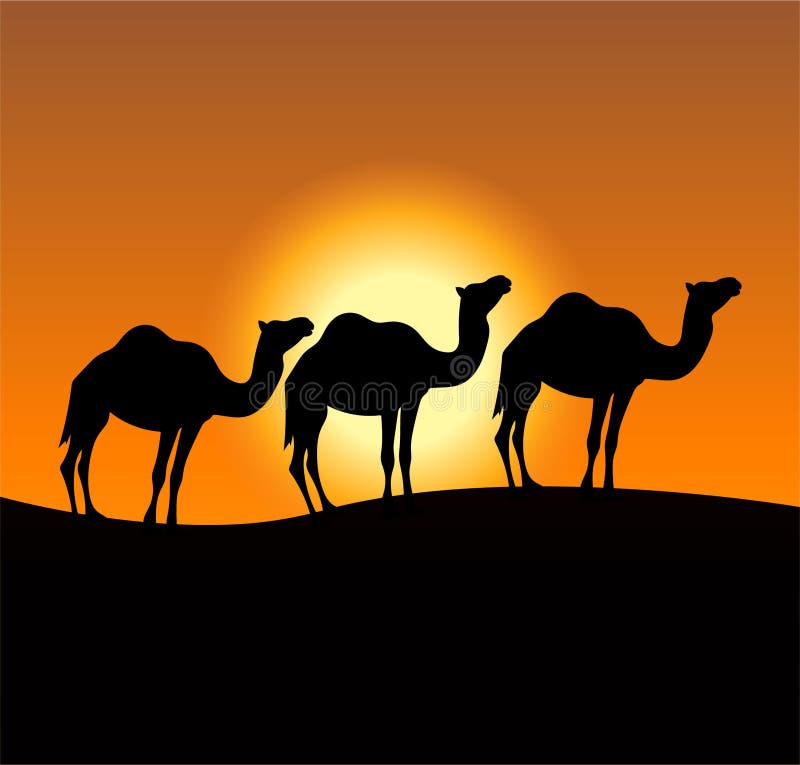 Sunset with Camel Silhouette Illustration Landscape Design Stock Vector ...
