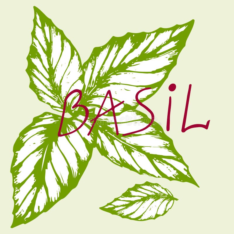 Logo basil stock vector. Illustration of healthy, food - 107868457