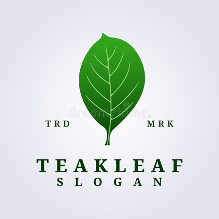 Logo of Green Teak Leaf Vector Illustration Design Stock Illustration ...