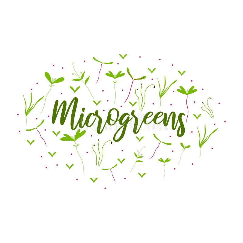 Logo with Microgreens. Lettering with Microgreens Stock Vector ...