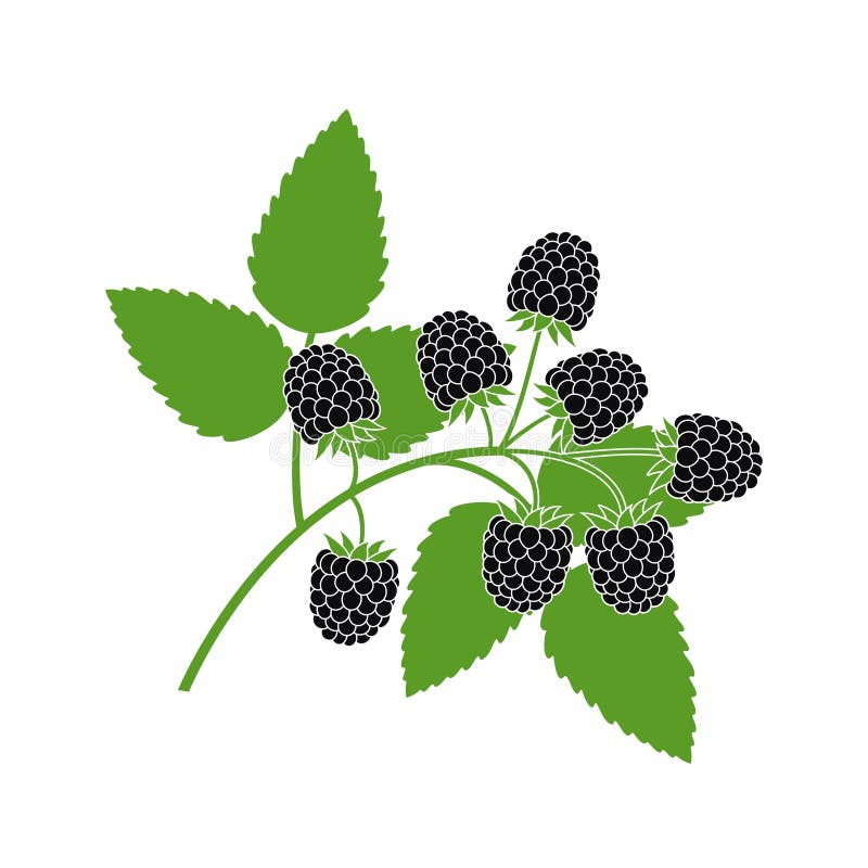 Logotipo De Amora. Amora Isolada Em Fundo Branco Ilustração do Vetor ...