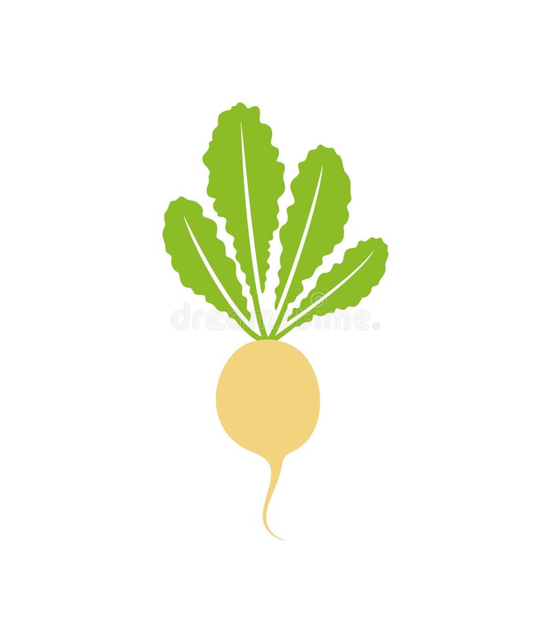 Logotipo De Nabo. Nabo Isolado Sobre Fundo Branco Ilustração do Vetor ...