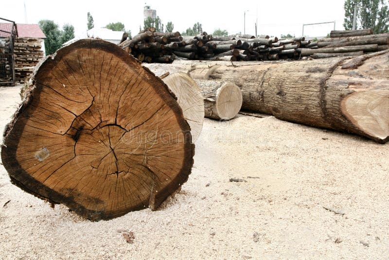Logs stock photo. Image of rough, wood, tree, firewood - 15169084