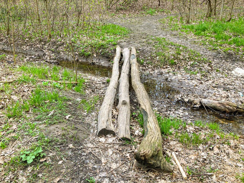 Logs Across the Creek. Three Logs Lie Across the Creek Forming a Bridge ...