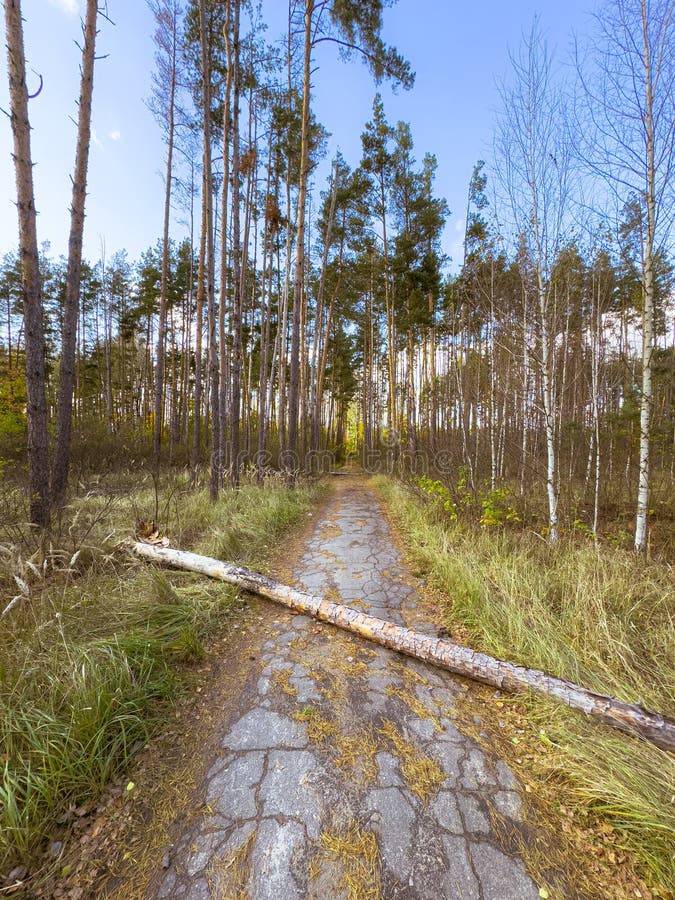 Logs As Obstacles on the Road in the Forest Stock Image - Image of wild ...