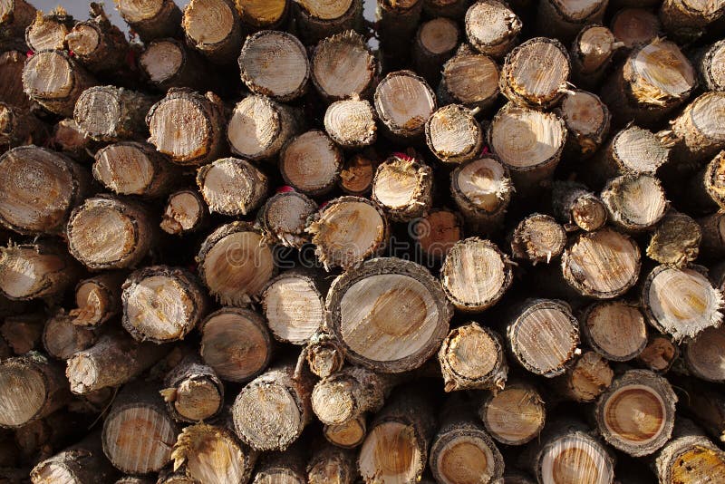 Many wood logs stock image. Image of wood, wooden, landscape - 129377753