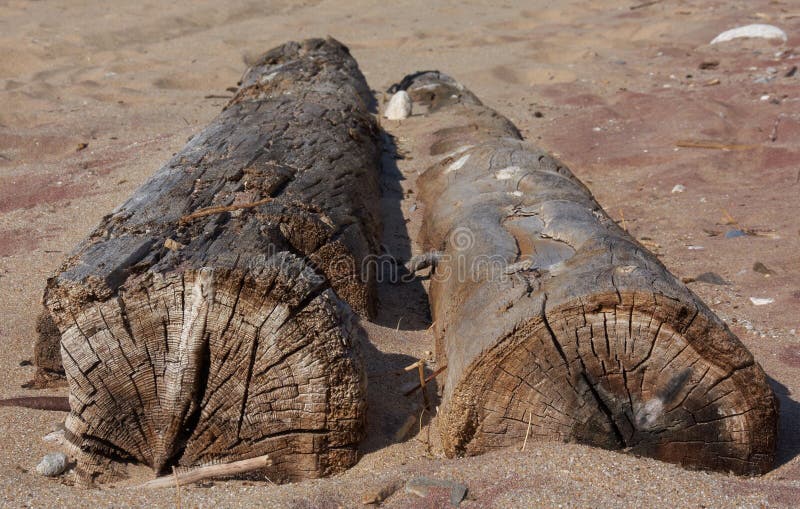 Logs on a Beach stock image. Image of outdoors, beach - 14847773