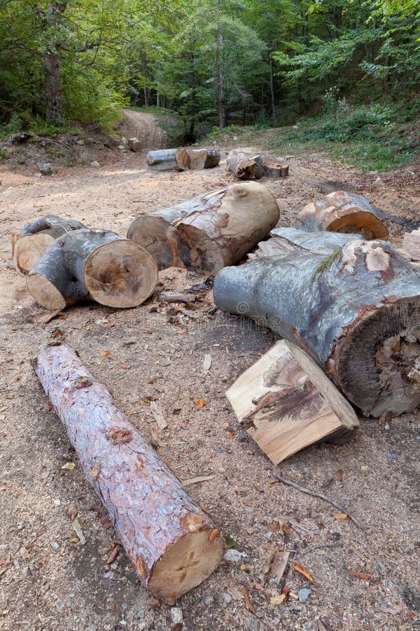 Logs of beech stock photo. Image of nature, objects, road - 26925016
