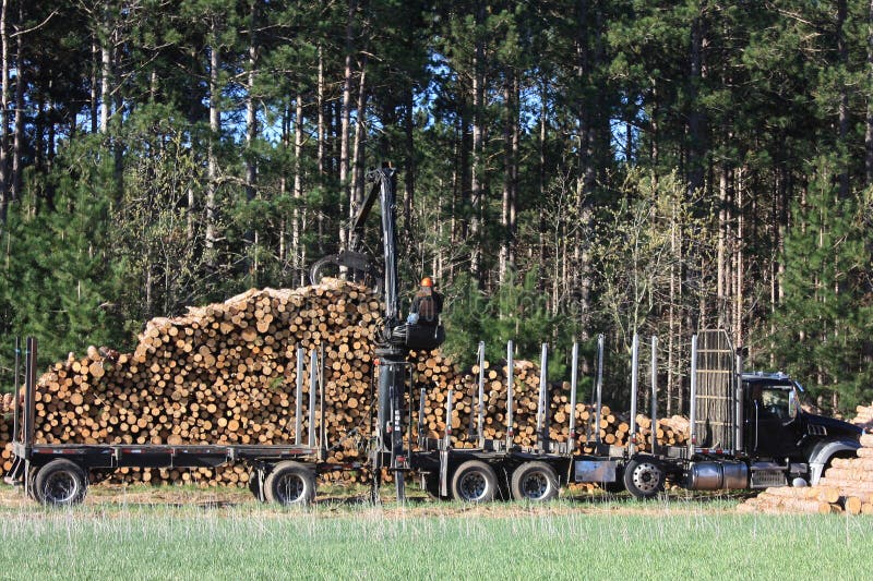 Logs Being Loaded for Transfer Stock Photo - Image of agriculture ...