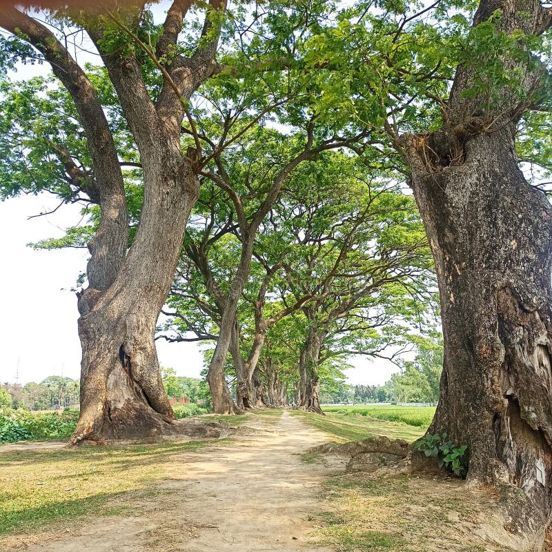 Logs, Benches Under the Shadow of Trees Along the Pathway in the Public ...