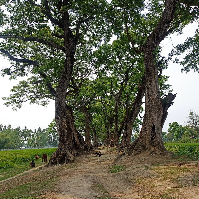 Logs, Benches Under the Shadow of Trees Along the Pathway in the Public ...