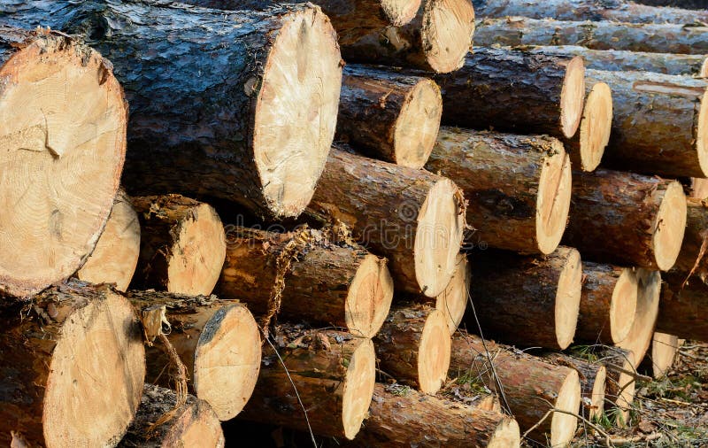 Logs. Billet.Felled Trees, Side View Stock Photo - Image of bark ...