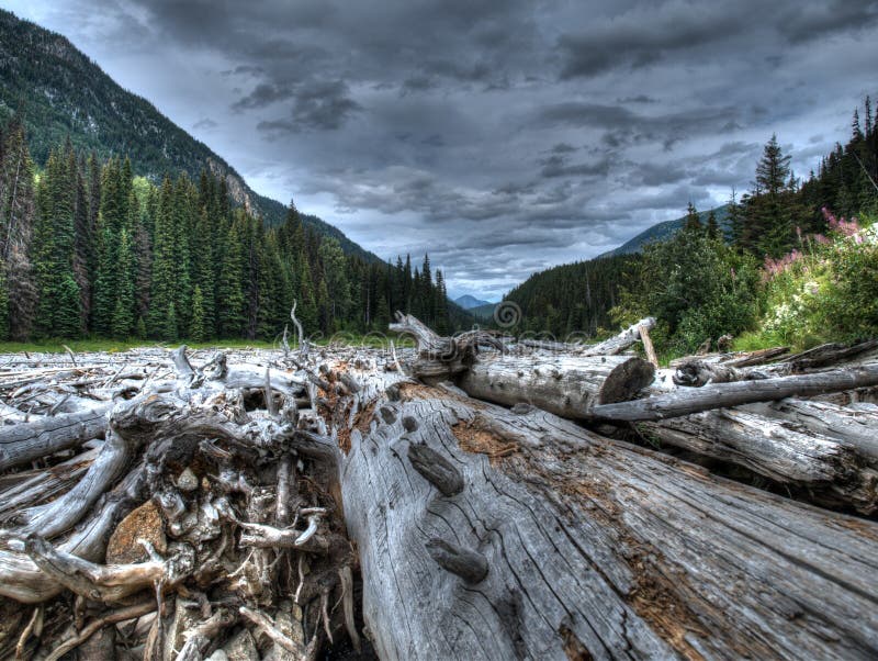 Logs in Canada stock image. Image of river, logs, trees - 40608859
