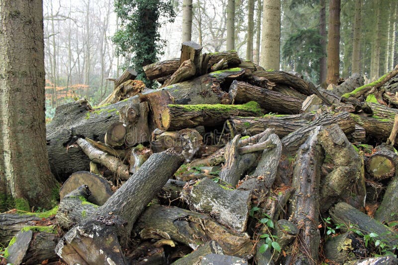 Logs | Chopped Logs stock photo. Image of trees, cuttrees - 236973710
