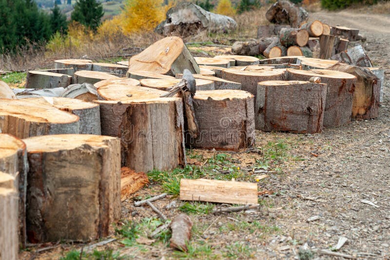 Logs of Chopped Trees Lying Stock Image - Image of resource, industry ...