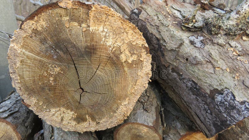 Logs Close up stock photo. Image of common, polytrichum - 86057326