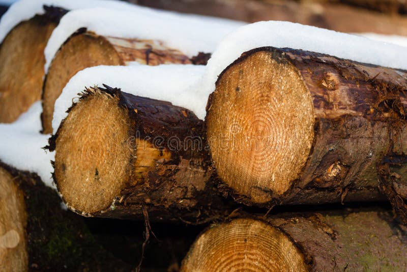 Logs covered with snow stock image. Image of heap, nature - 28763899
