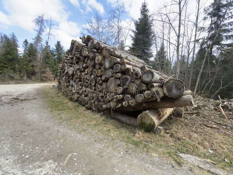 A Large Stack of Firewood Logs Neatly Piled in a Forest Clearing. Stock ...