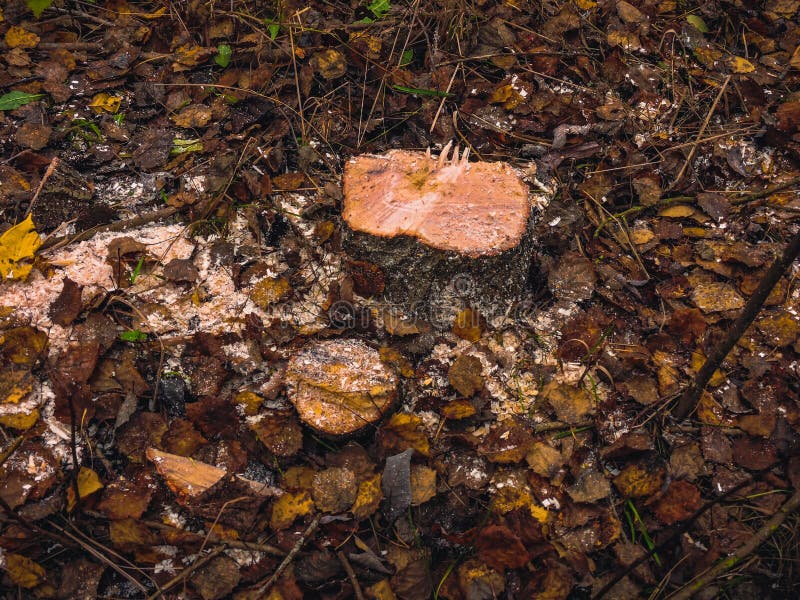 Logs Cut Off for Firewood, Cut Tree Stock Photo - Image of wilderness ...