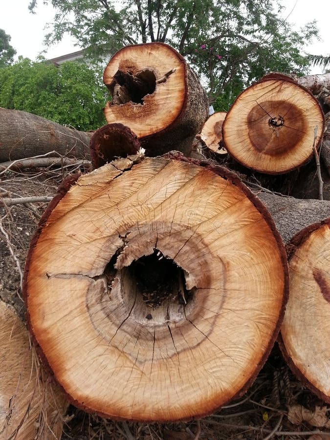 Logs stock image. Image of trees, logs, wooden, nature - 42625013