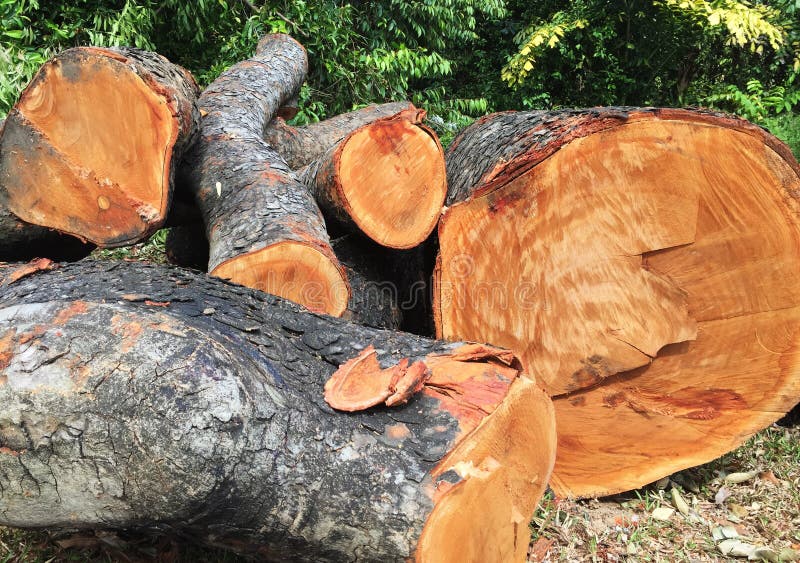 Logs of Deforested Trees stock photo. Image of wooden - 96685150
