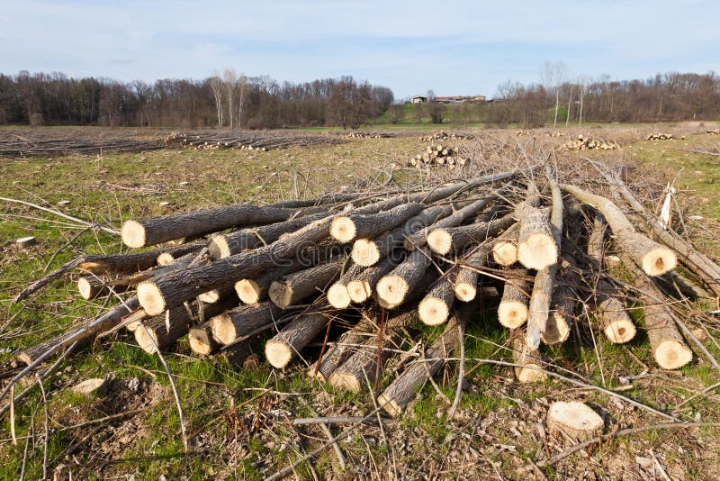 Freshly Peeled Logs stock photo. Image of chop, logger - 4889202