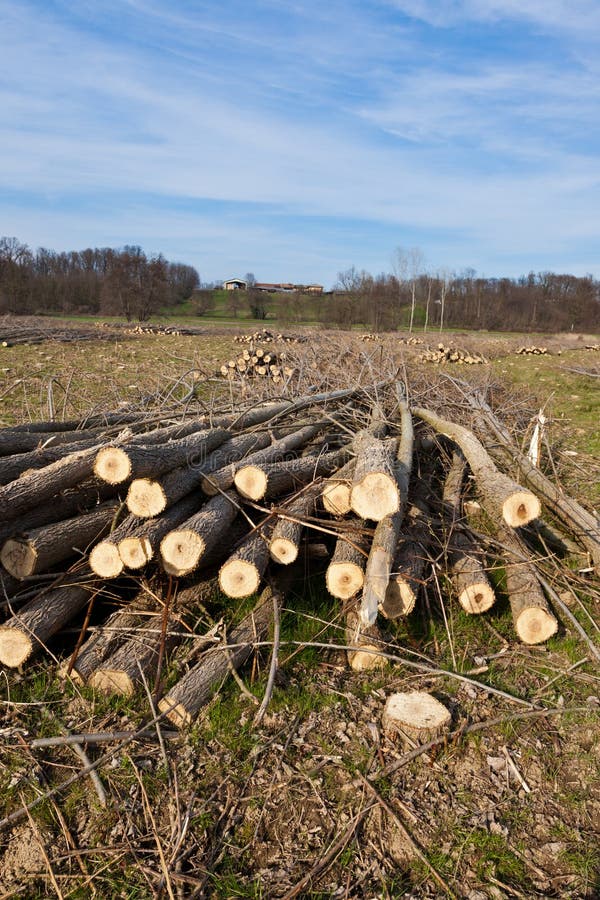 Freshly peeled logs stock image. Image of woods, green - 30227033