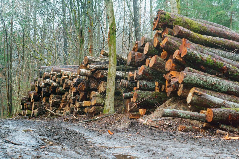Logs from Felled Tree Trunks, Felled Trees in a Stack Stock Image ...