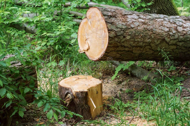 Logs from Felled Tree Trunks, Felled Trees in a Stack Stock Image ...