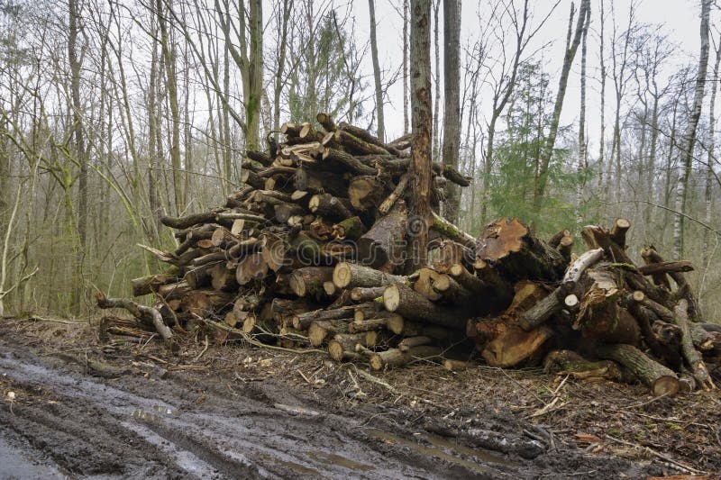 Logs from Felled Tree Trunks, Felled Trees in a Stack Stock Photo ...