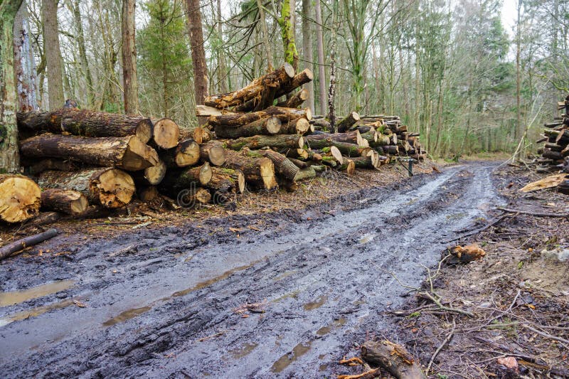 Logs from Felled Tree Trunks, Felled Trees in a Stack Stock Photo ...