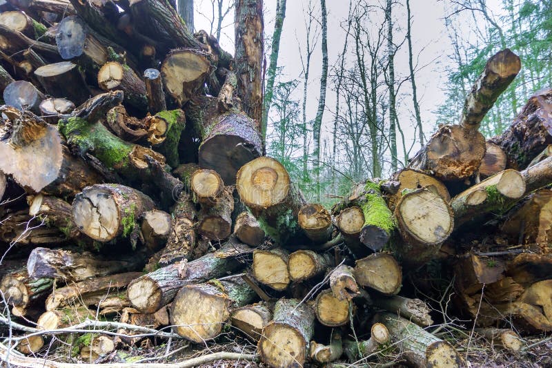 Logs from Felled Tree Trunks, Felled Trees in a Stack Stock Photo ...
