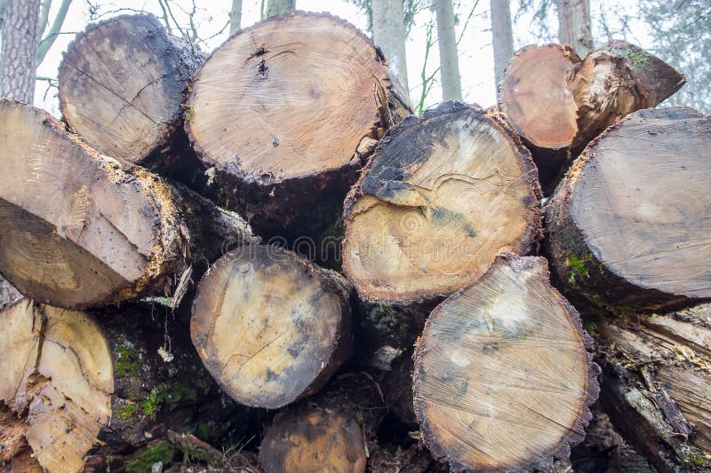 Logs from Felled Tree Trunks, Felled Trees in a Stack Stock Photo ...