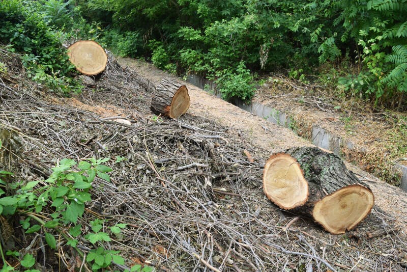 Logs fellings sawmill stock image. Image of wooden, timber - 98637343