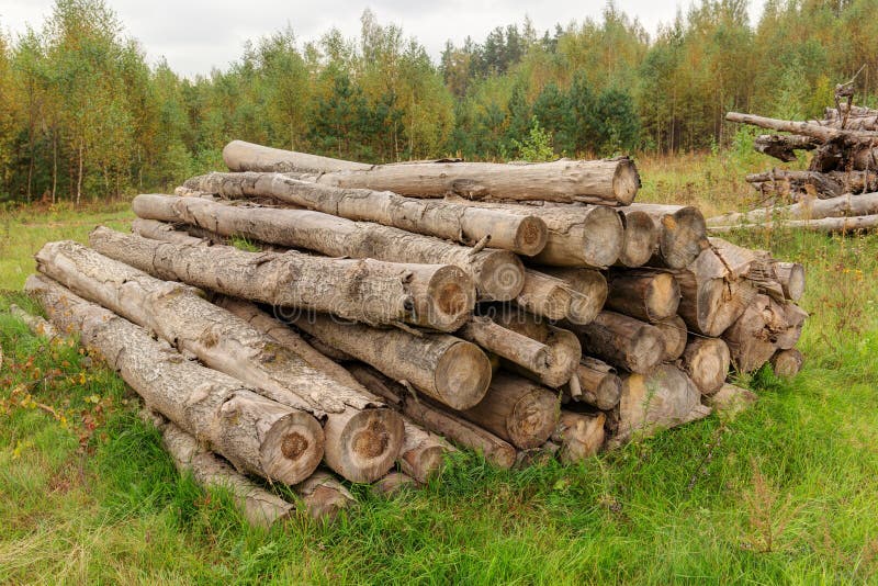 Logs for Firewood Drying in Forest Stock Image - Image of stump, drying ...