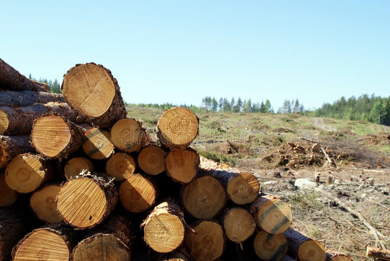 Logs at Forest Clear Cut stock photo. Image of felling - 14453382