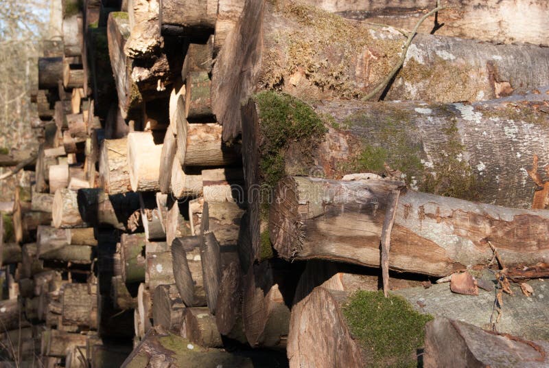 Drying Out New Logs stock image. Image of chopped, outside - 4889195