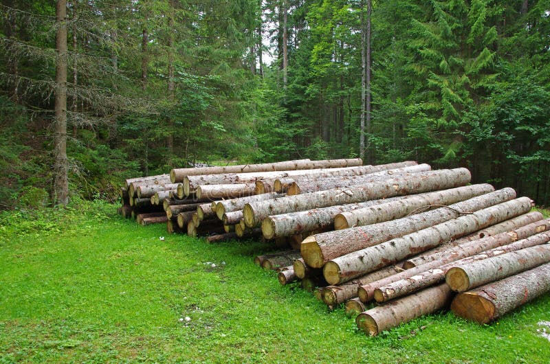 Logs in the forest stock image. Image of forest, fuel - 43119793