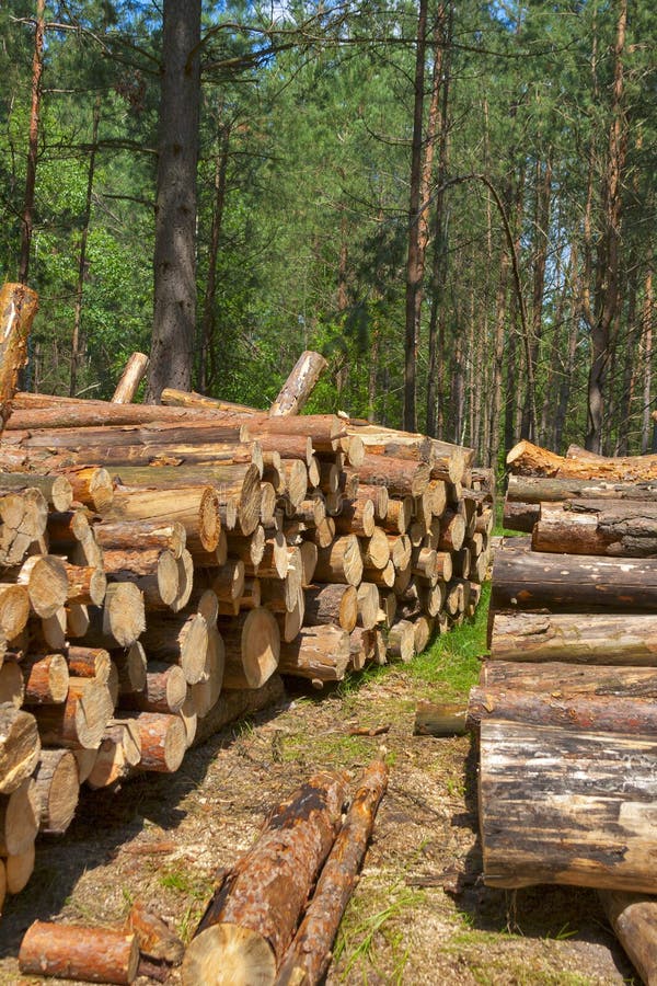 Logs in the forest stock photo. Image of industry, brown - 31990558