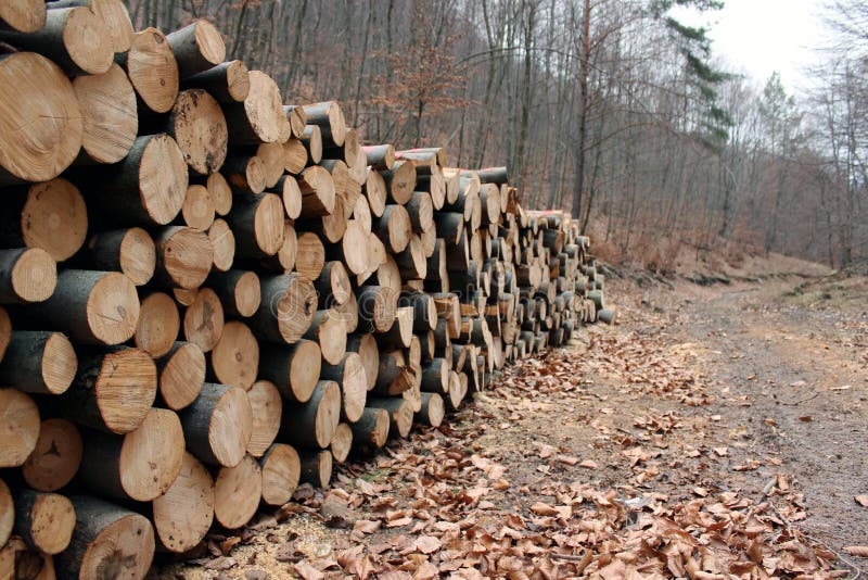 Logs in the forest stock image. Image of cold, logs, walk - 40523693