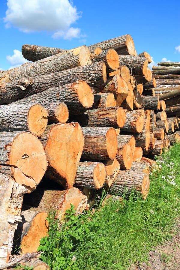 Logs forest products stock photo. Image of summer, products - 63225720