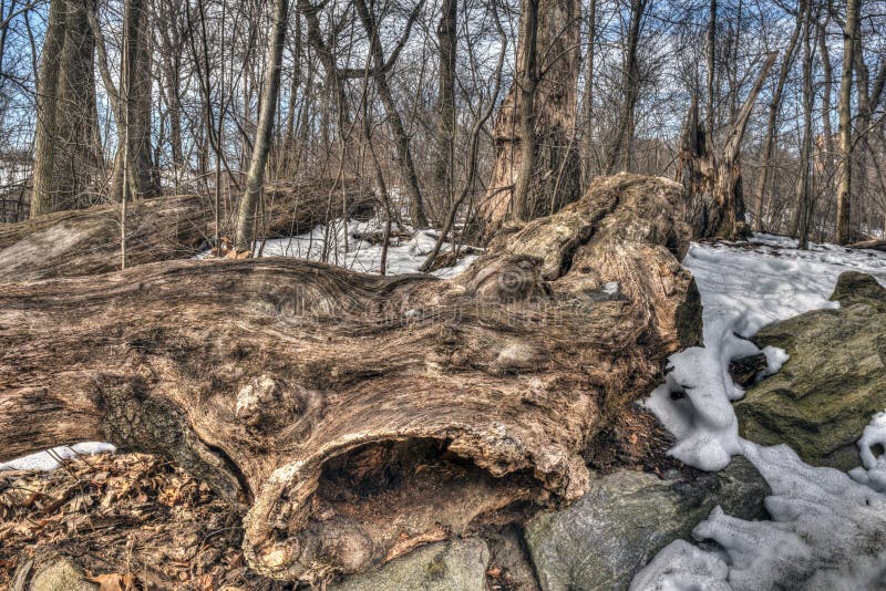 Logs in the forest stock image. Image of tree, leaves - 44458563