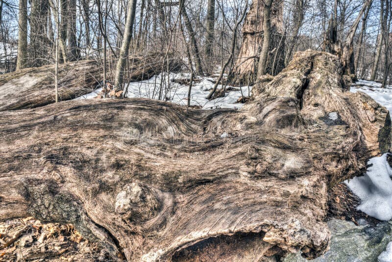 Logs in the forest stock photo. Image of york, bark, plant - 44458566
