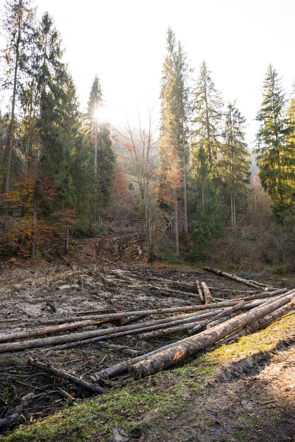Logs from Forestry Work at the Sides of a Forest Track Stock Image ...