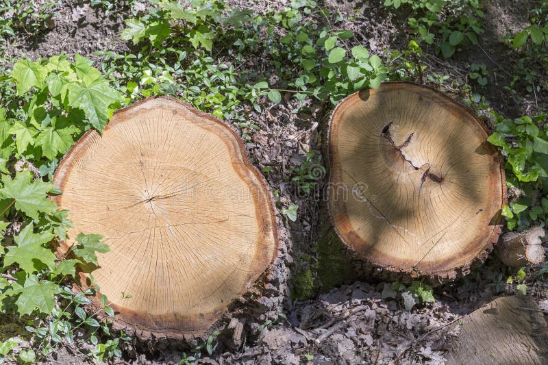 Logs in the forrest stock photo. Image of woodland, important - 277294446